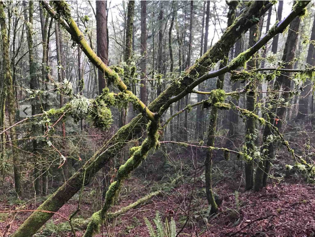 Portland Trip Report for Nerdy Tourists and Grimm Lovers
